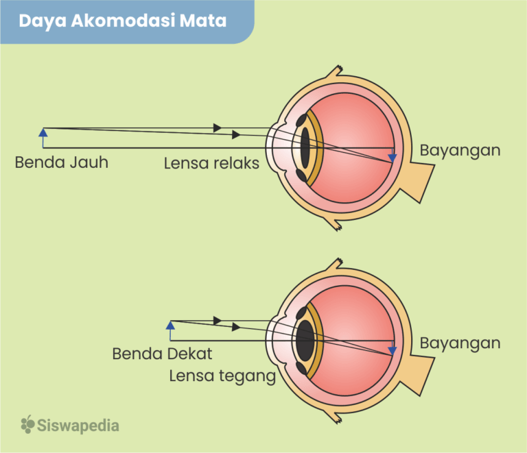 Mata dan Kacamata | bagian, gambar, daya akomodasi mata